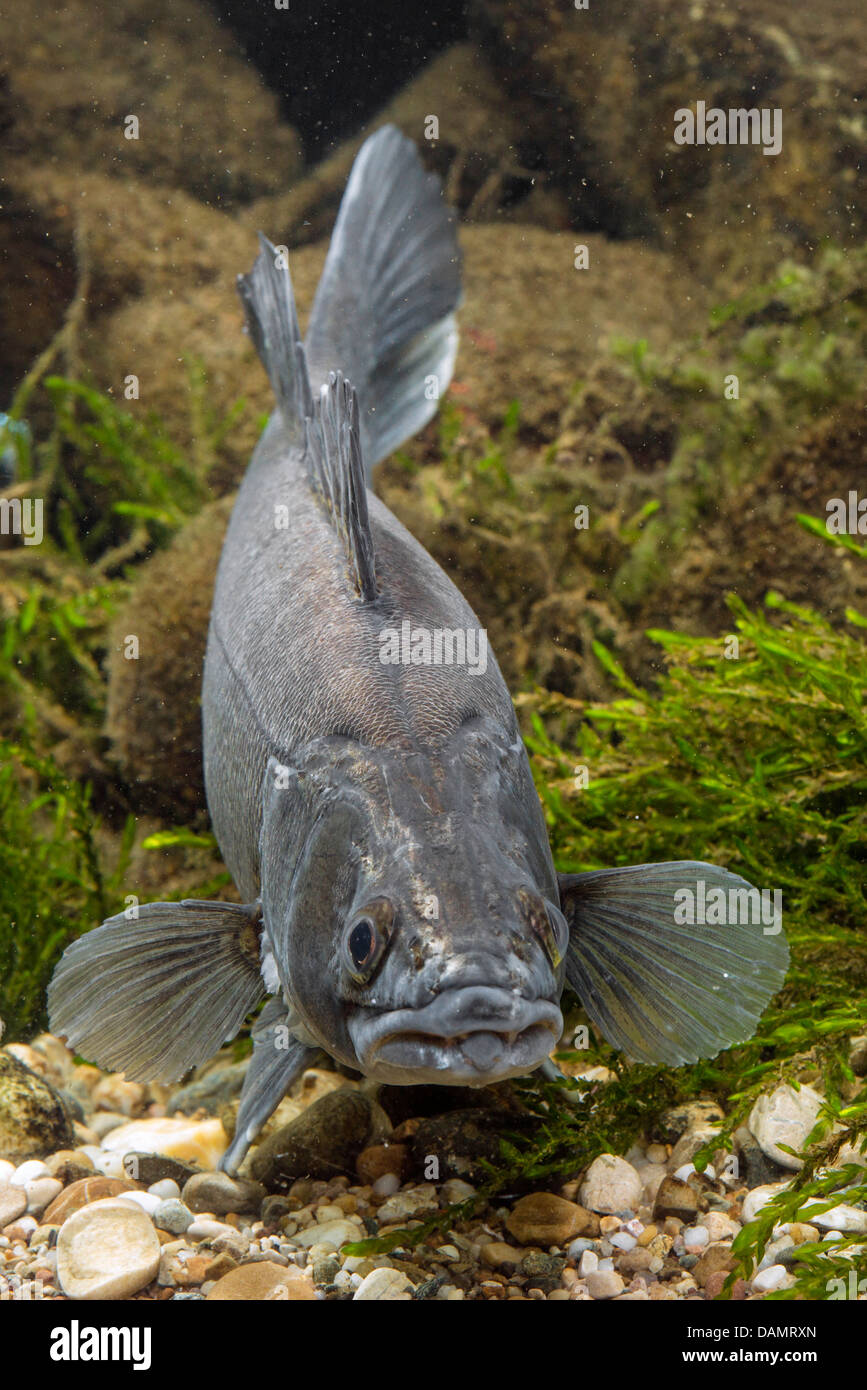 pike-perch, zander (Stizostedion lucioperca, Sander lucioperca), male ...