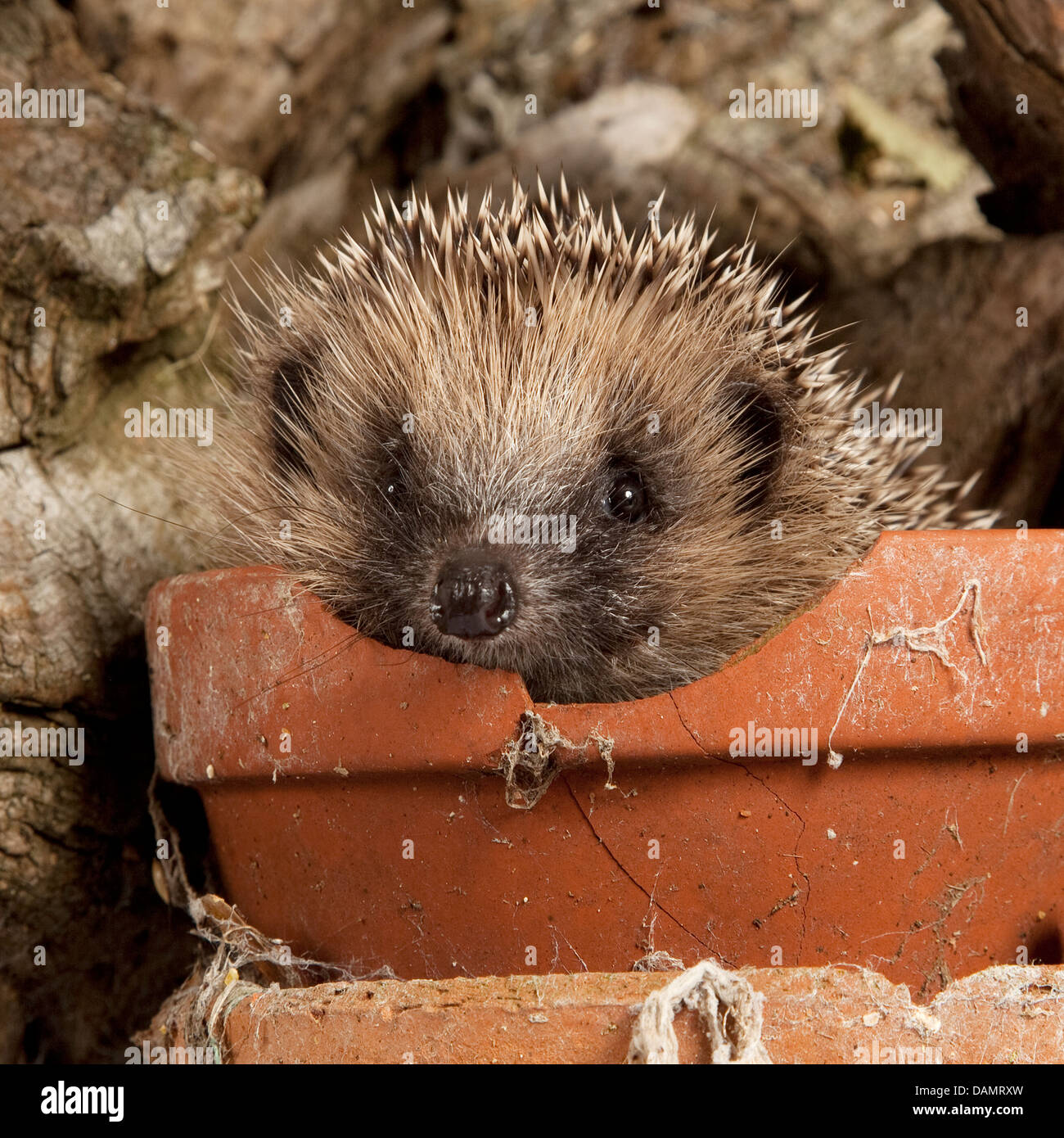 European hedgehog in plant pot Stock Photo - Alamy