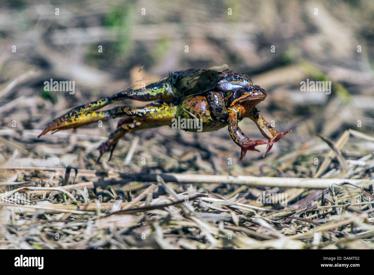 Common frogs spawning time hi-res stock photography and images - Alamy