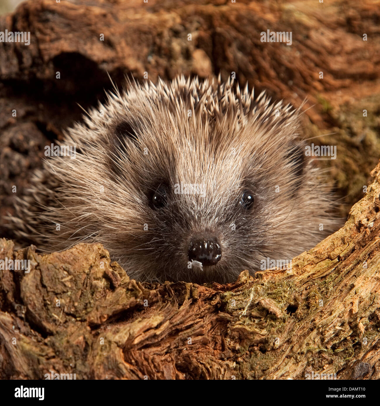 Hedgehog hide hi-res stock photography and images - Alamy