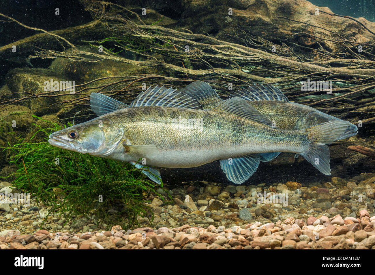 pike-perch, zander (Stizostedion lucioperca, Sander lucioperca), rogner ...