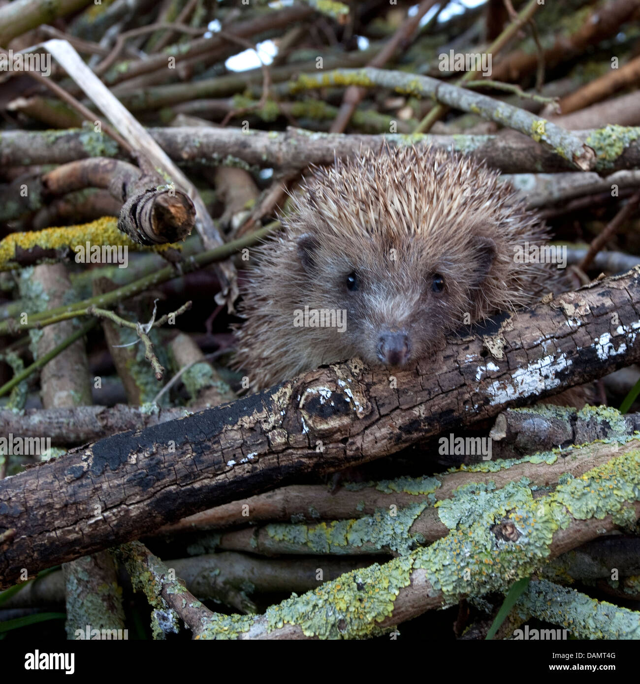 Hedgehog hibernation log hi-res stock photography and images - Alamy