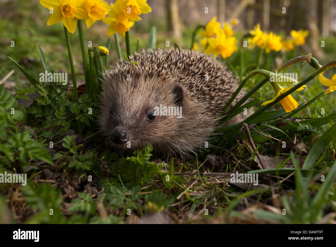 European hedgehog in garden Stock Photo - Alamy
