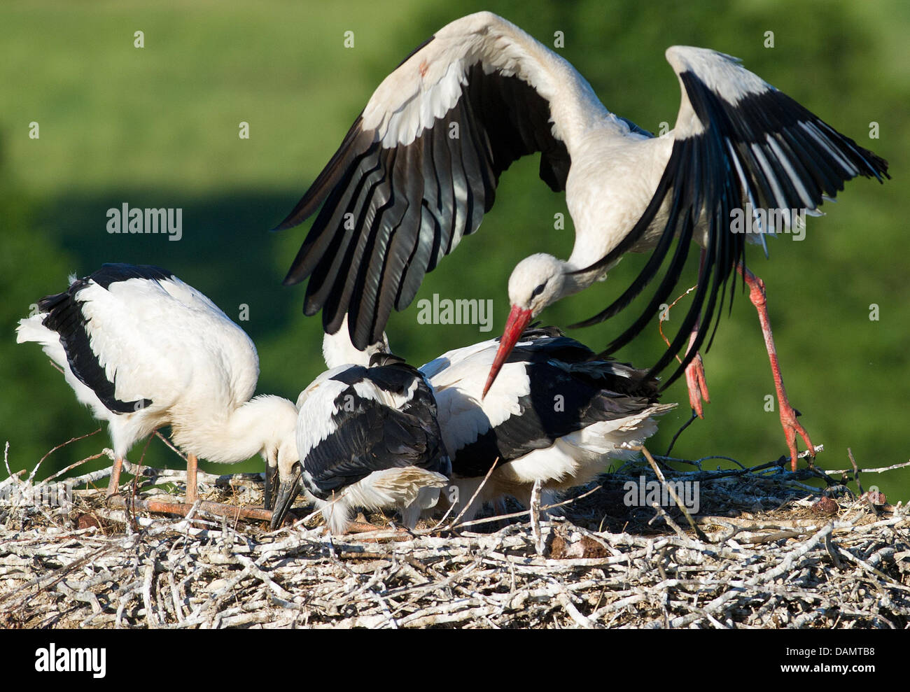 A White Stork brings food to its four young ones, that lie in a nest ...
