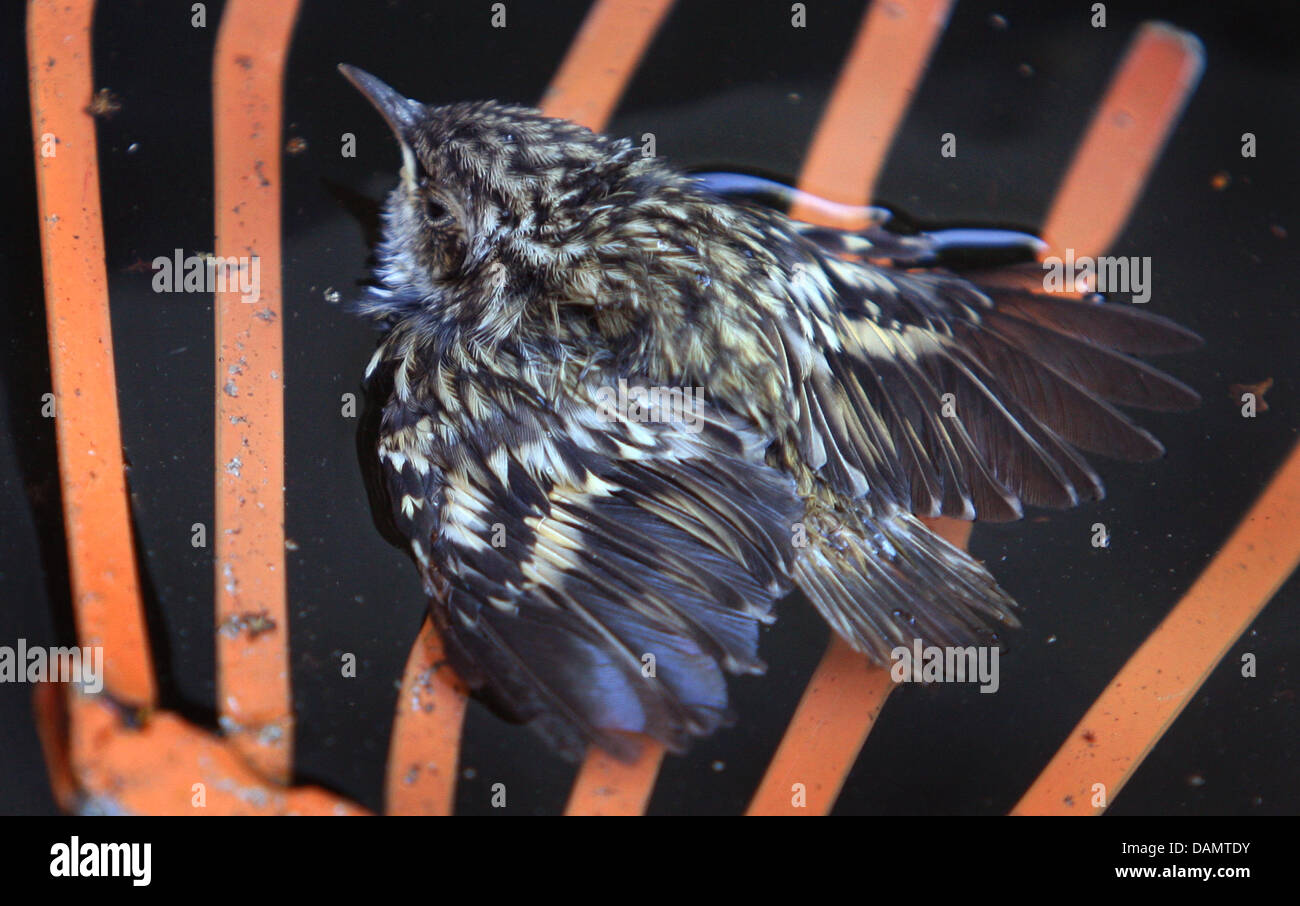 A young Blackbird is rescued from drowning with a grate in Kaufbeuren ...