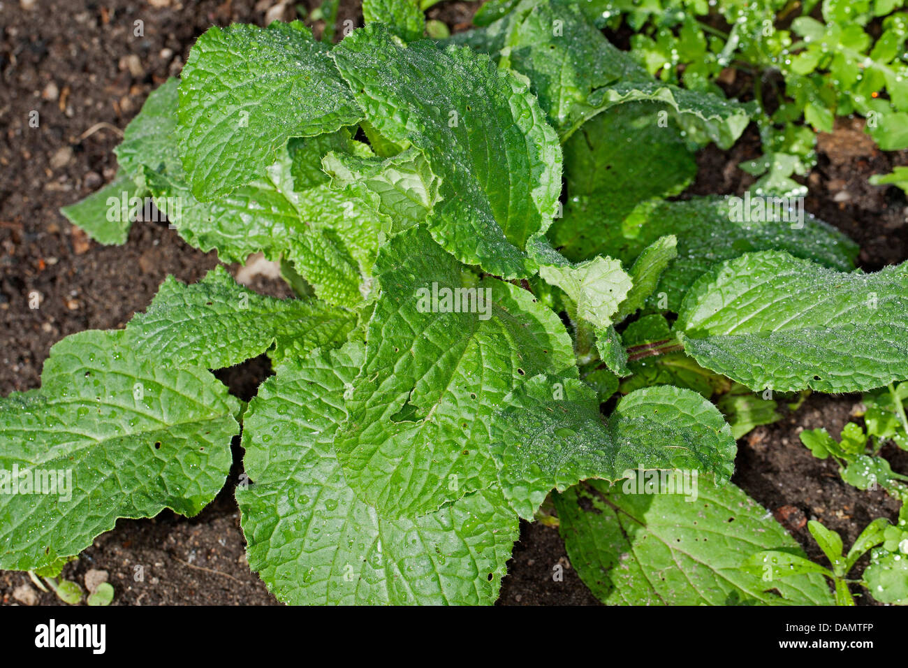 Borage Leaves Borage: Common – Foundroot
