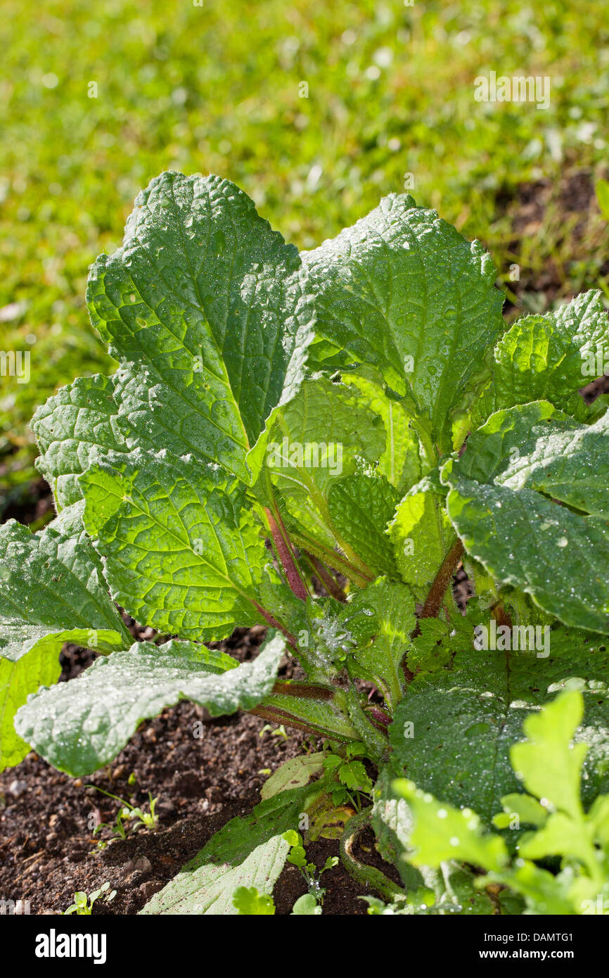 Borage leaves hi-res stock photography and images - Alamy