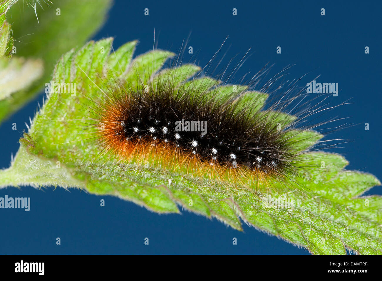 Garden tiger moth (Arctia caja), caterpillar scuttling on a leaf ...