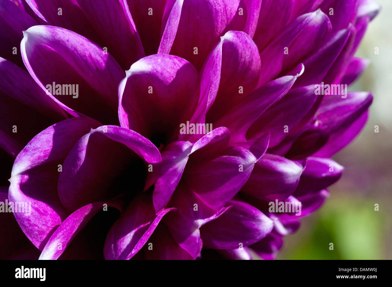 Purple coloured dahlia hi-res stock photography and images - Alamy