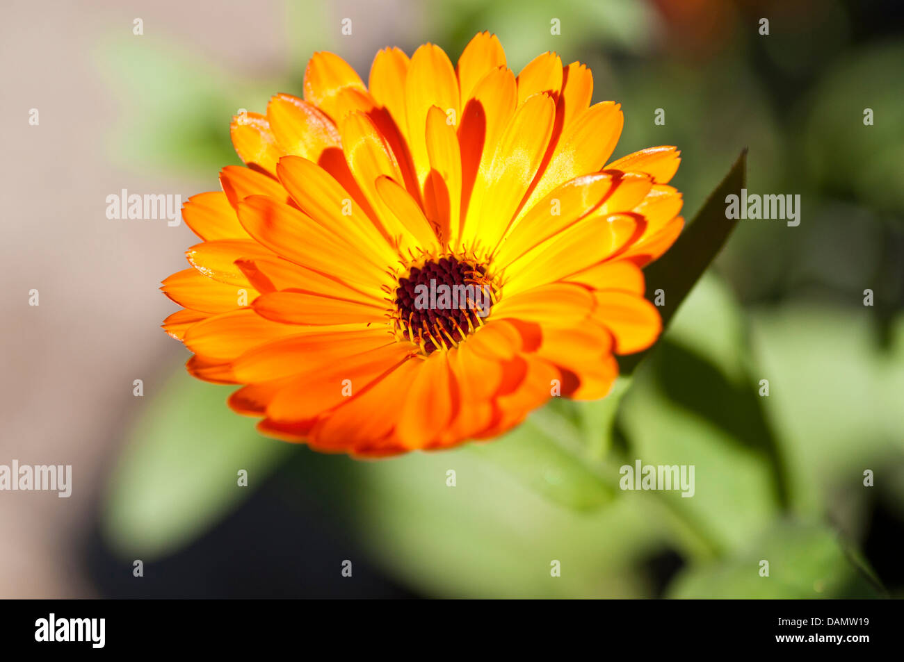 pot marigold, calendula officinalis Stock Photo - Alamy
