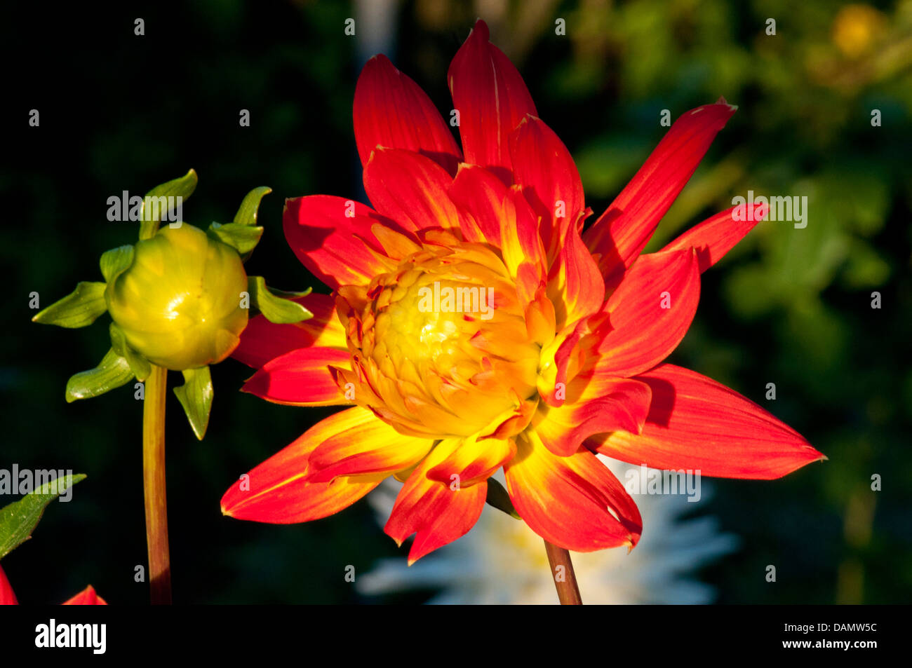 Orange colored dahlias hi-res stock photography and images - Alamy