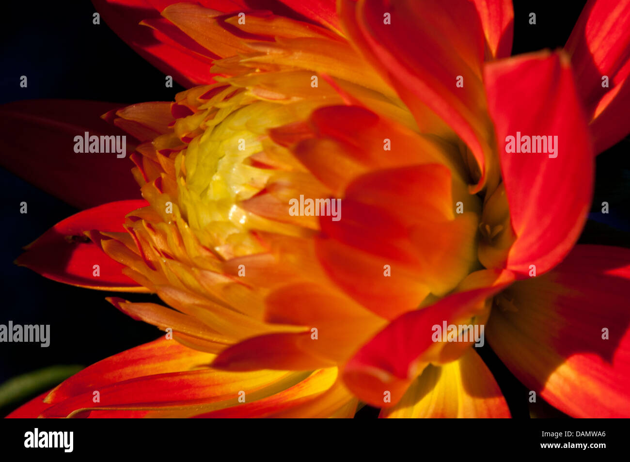 Orange colored dahlias hi-res stock photography and images - Alamy