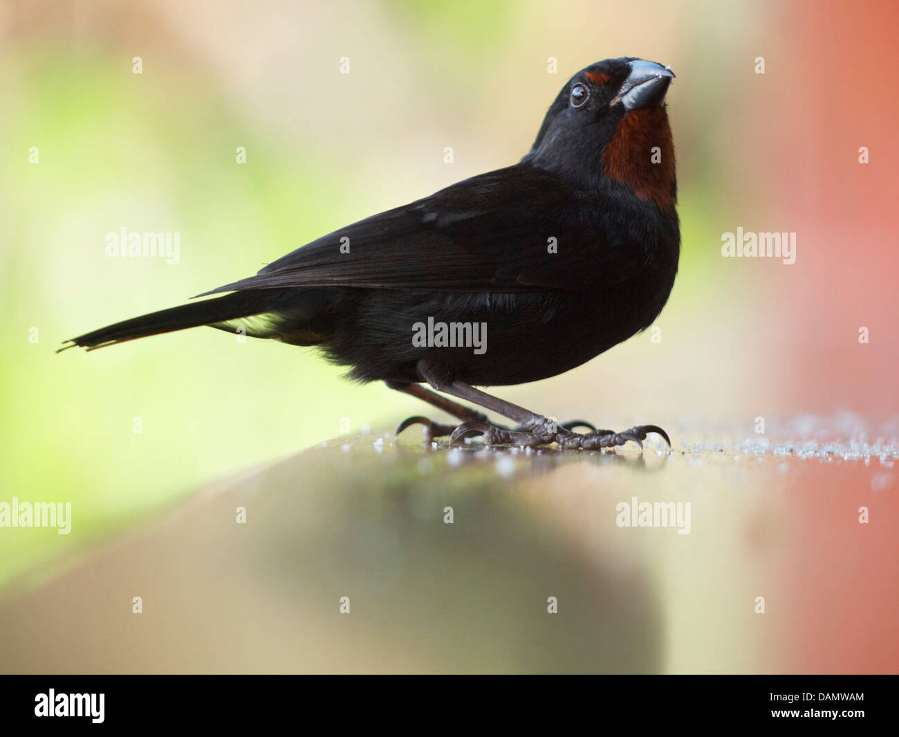 Caribbean: St Lucia Bird life Stock Photo - Alamy