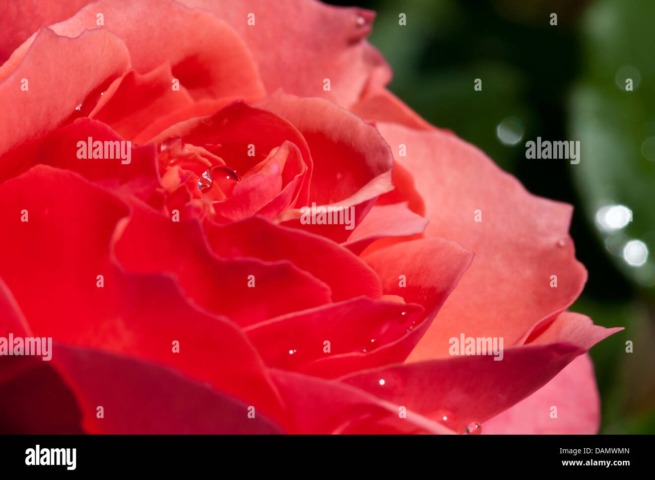 Red coloured rose hi-res stock photography and images - Alamy