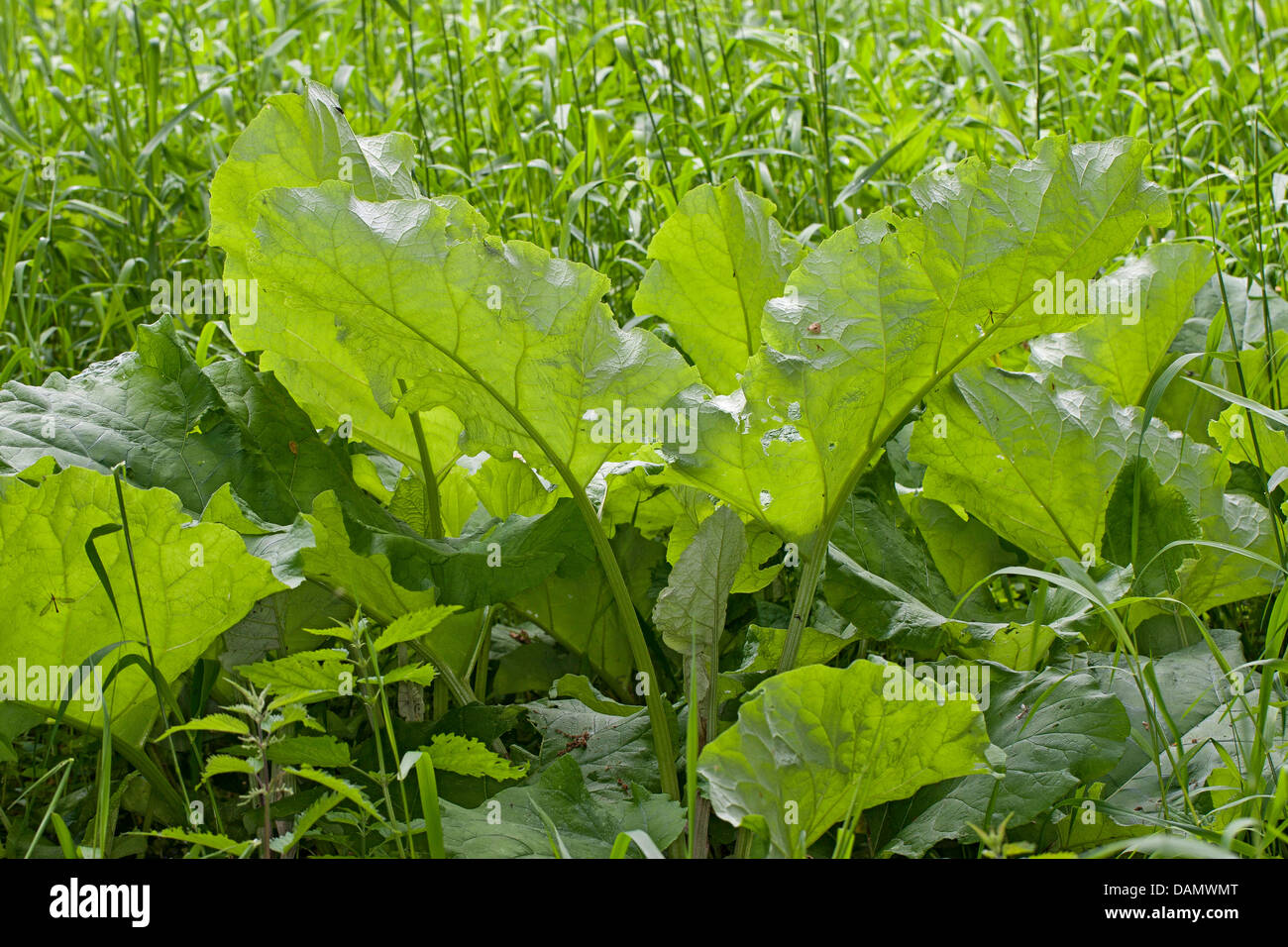 greater burdock (Arctium lappa), leaves before flowering, Germany Stock ...