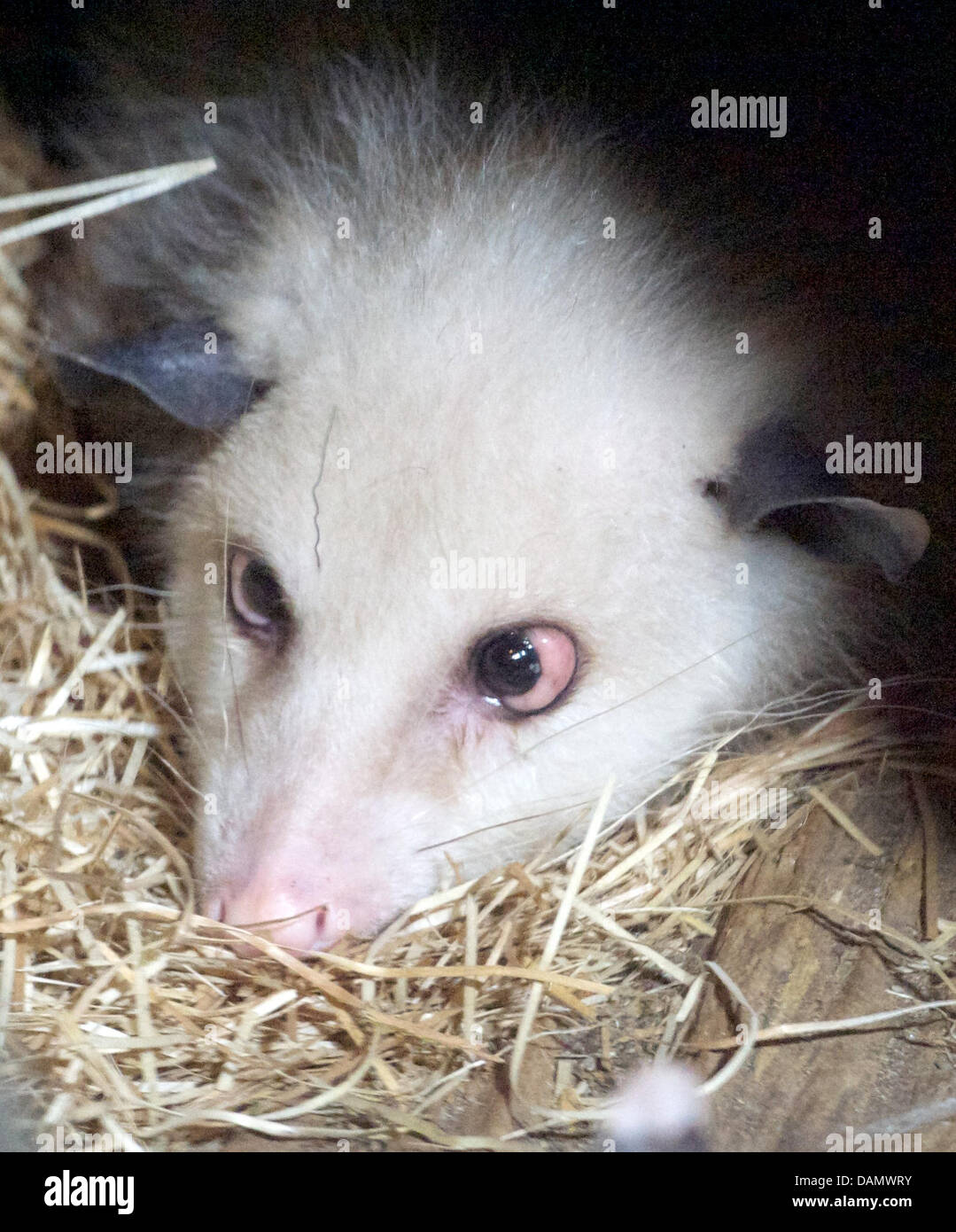 The cross-eyed opossum Heidi looks out of its compound at the zoo in ...