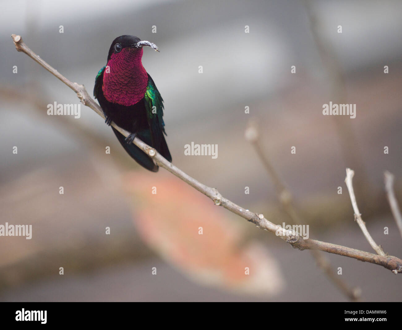 Caribbean: St Lucia Bird life Stock Photo - Alamy