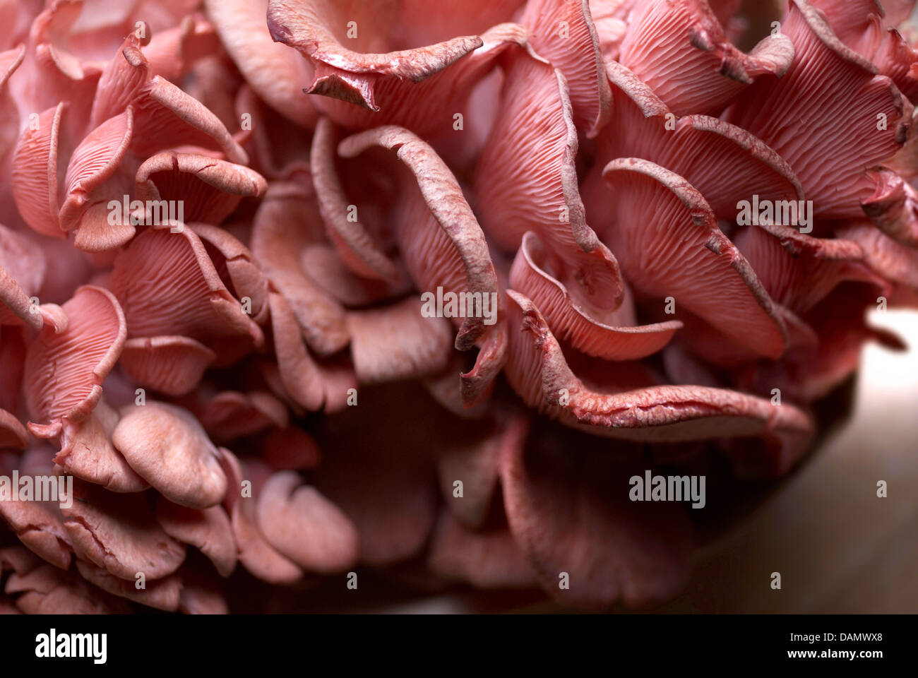 Pink Oyster Mushrooms Stock Photo - Alamy