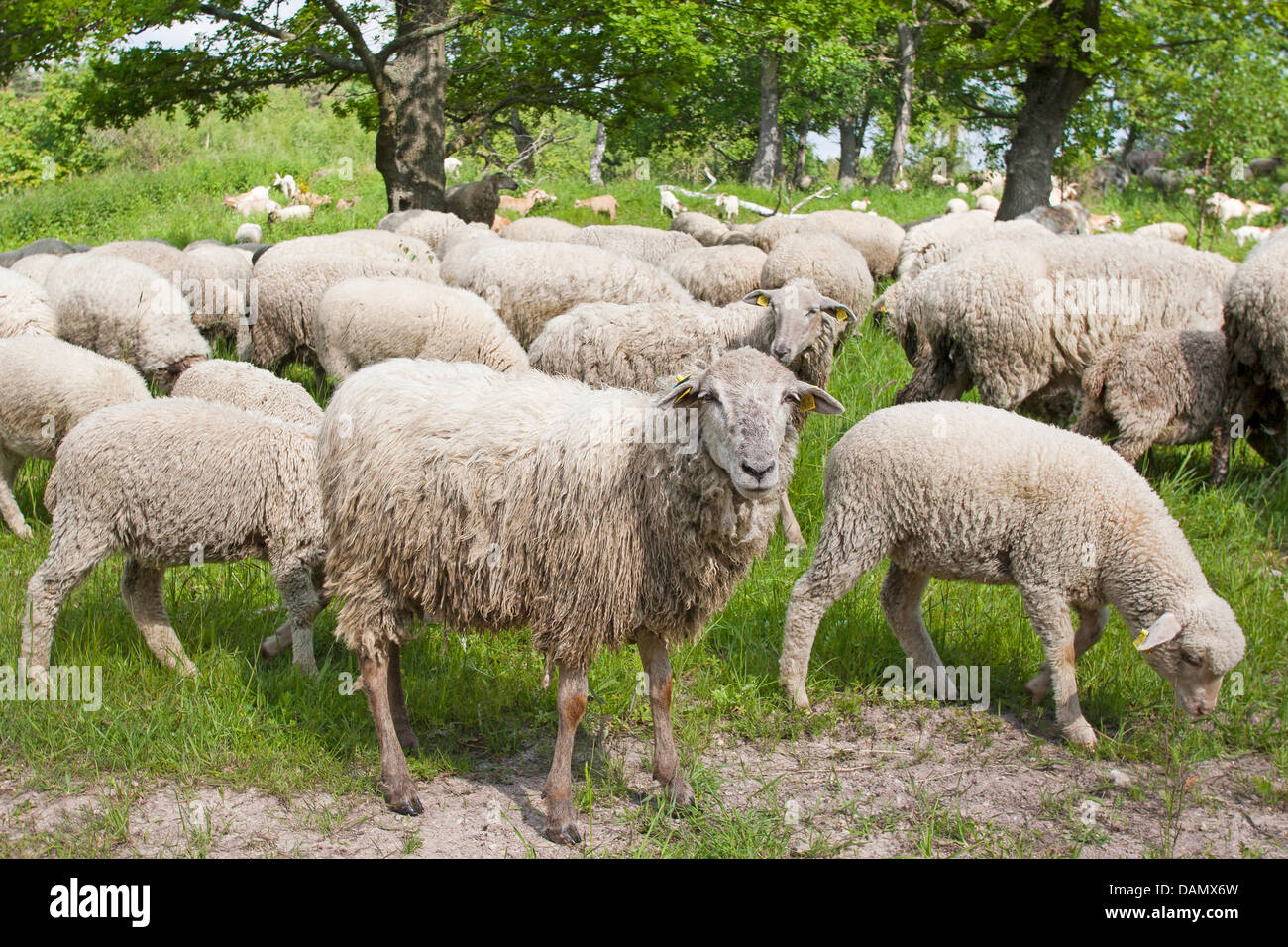 Merino sheep (Ovis ammon f. aries), flock of sheep browsing in a meadow ...