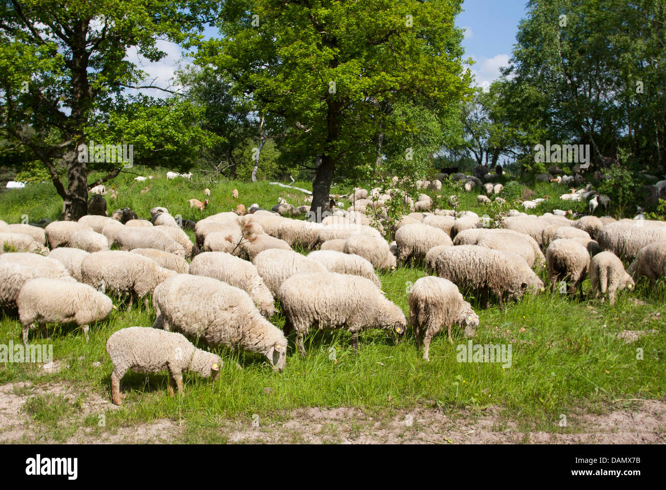 Merino sheep ovis aries hi-res stock photography and images - Alamy