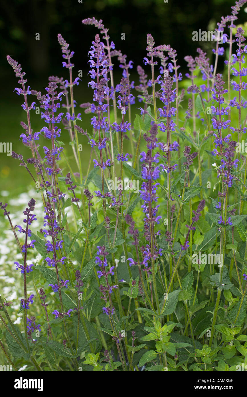 Salvia nemorosa hi-res stock photography and images - Alamy