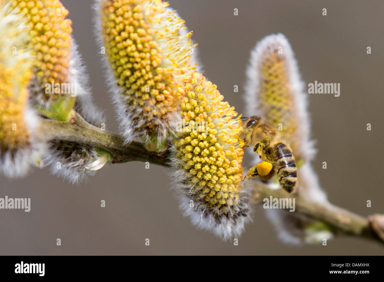 honey bee, hive bee (Apis mellifera mellifera), collecting pollen at ...