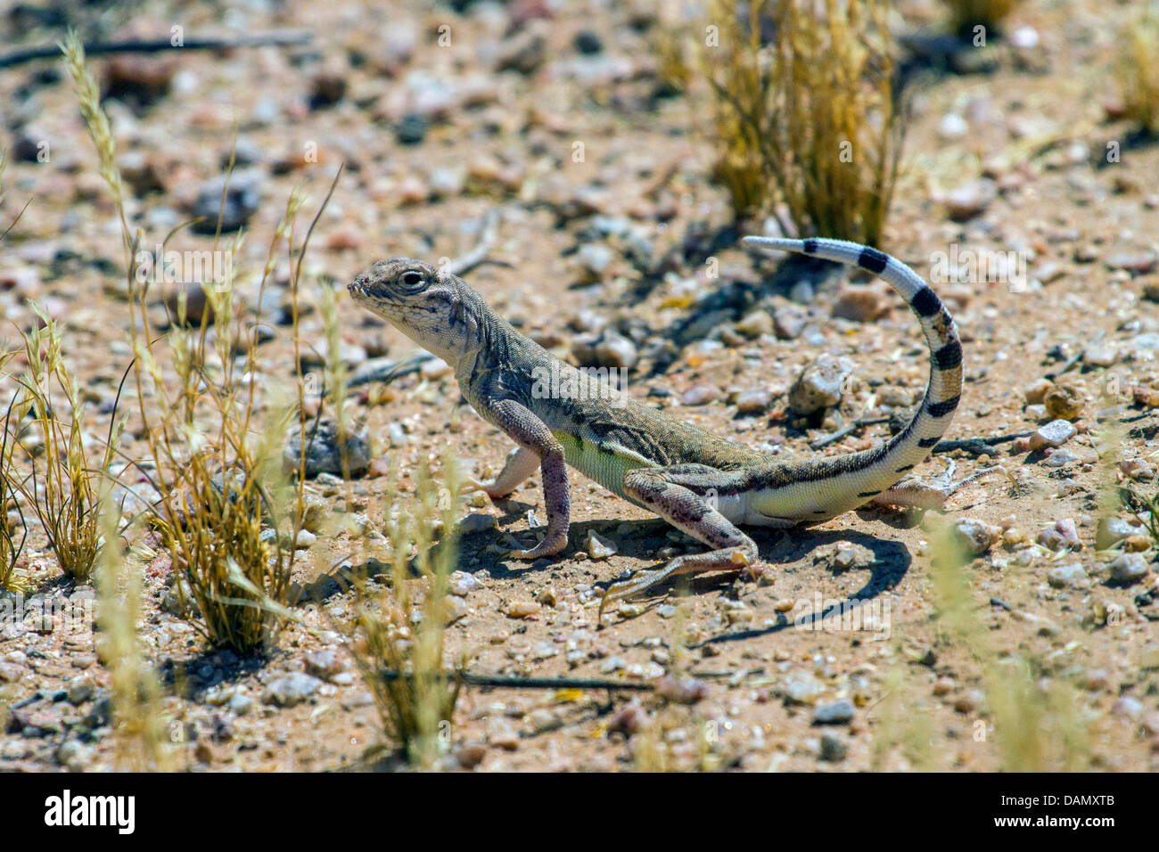 Zebra tail lizard hi-res stock photography and images - Alamy