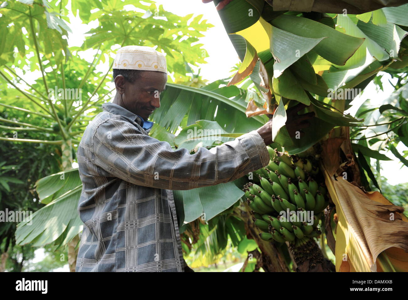 Farmer Hassan Ali checks his bananas on a field in Ilugode Chefe ...