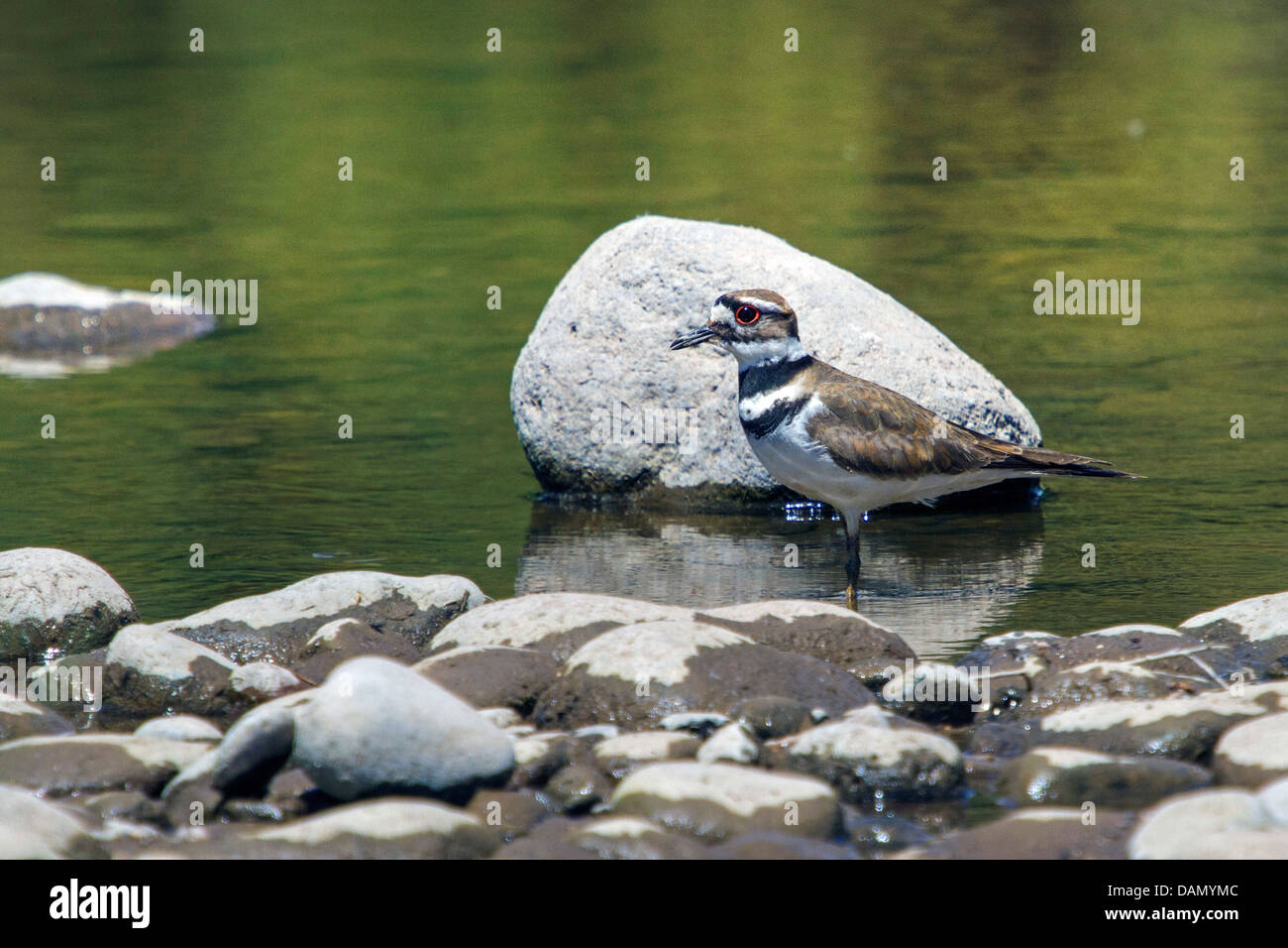 killdeer plover (Charadrius vociferus), standing in shallow water at ...