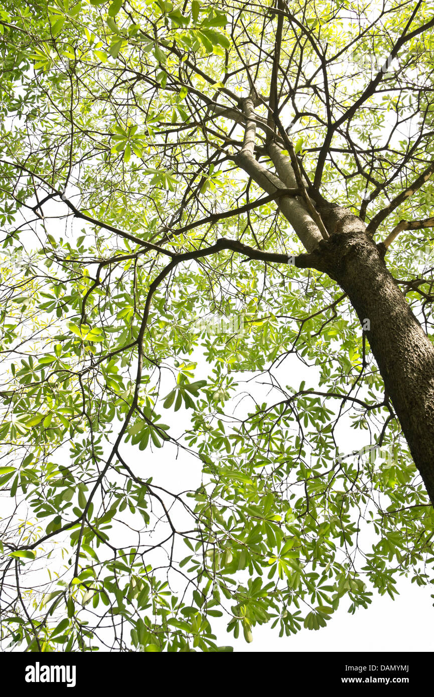 Under a tall tree hi-res stock photography and images - Alamy