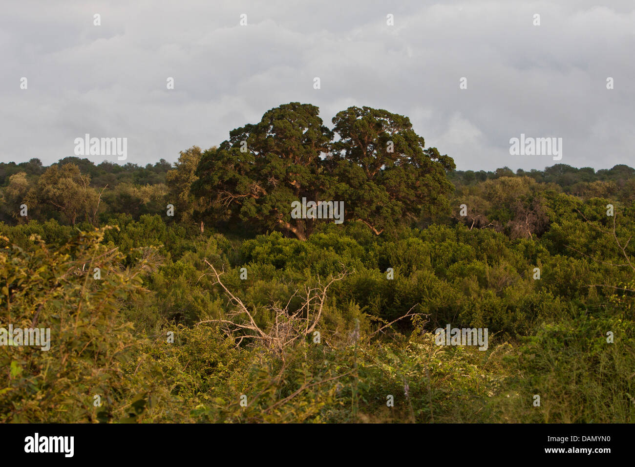 Scrubland south africa hi-res stock photography and images - Alamy