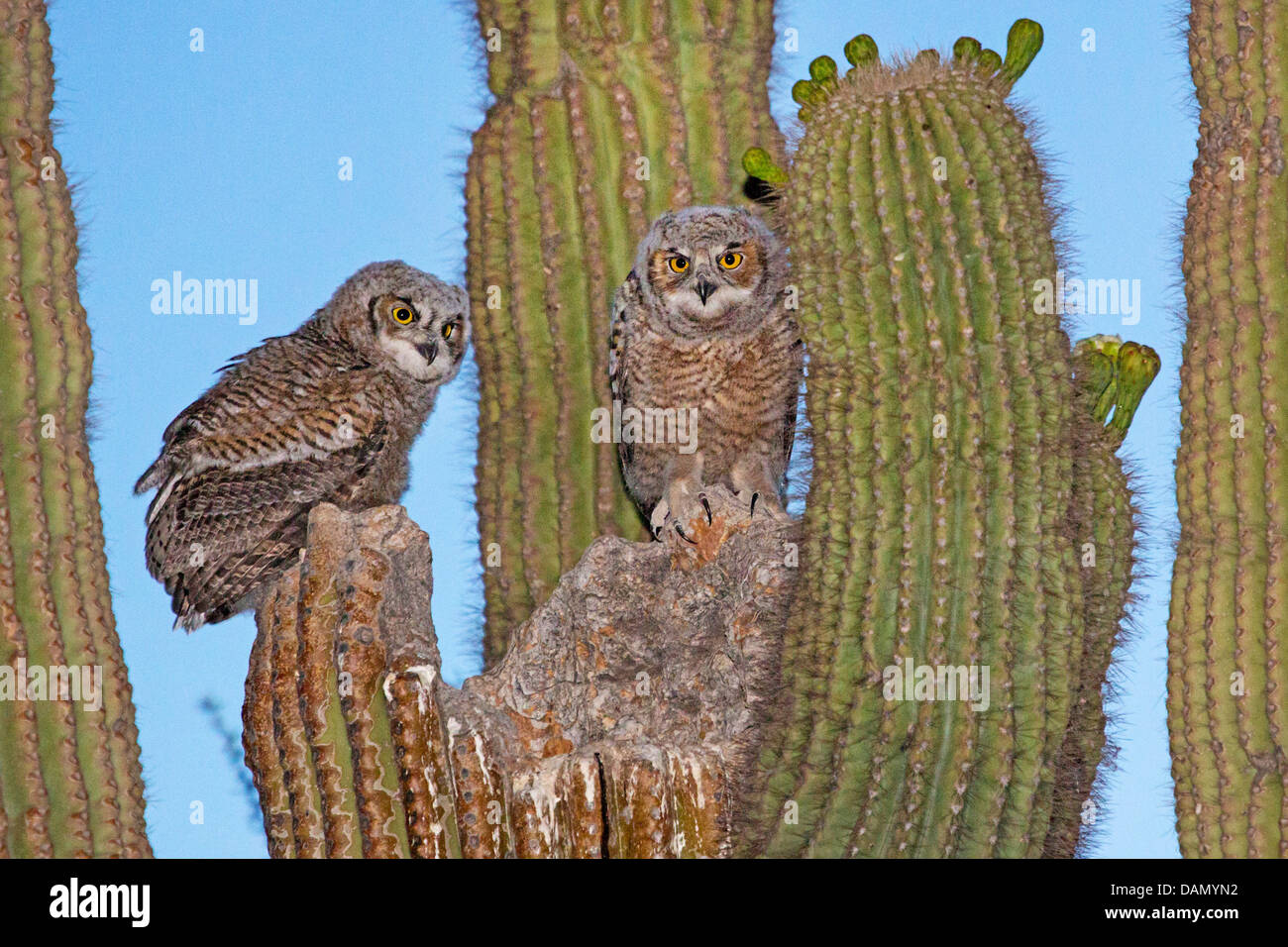 Juvenile great horned owls hi-res stock photography and images - Alamy