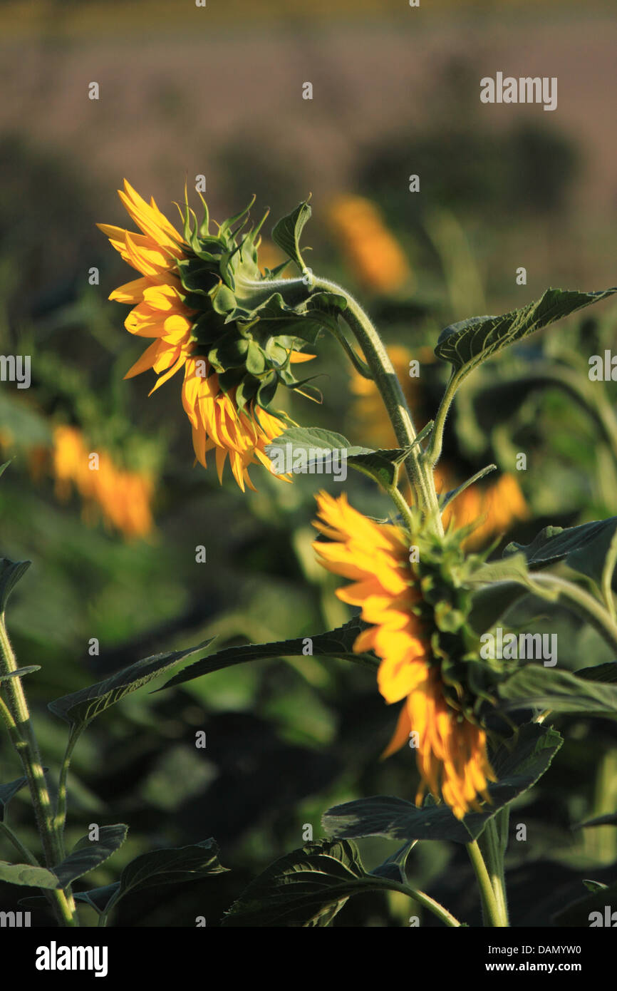 Sunflowers nature hi-res stock photography and images - Alamy
