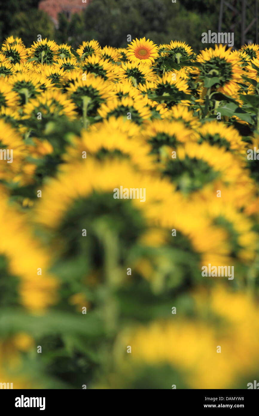 Sunflowers nature hi-res stock photography and images - Alamy