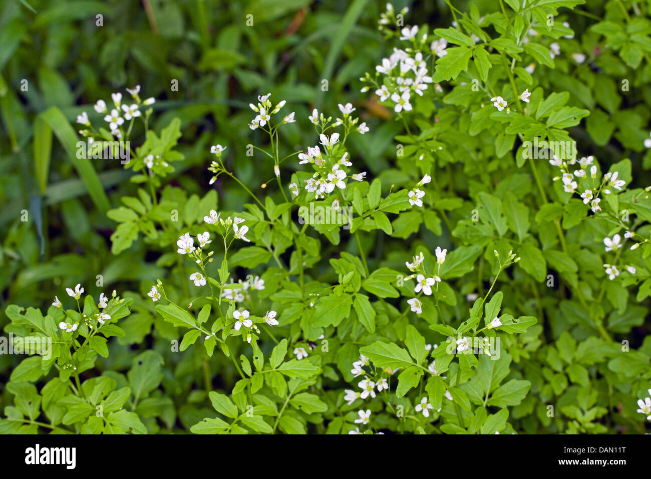 Large Bitter-cress, Large Bittercress (Cardamine amara), blooming ...