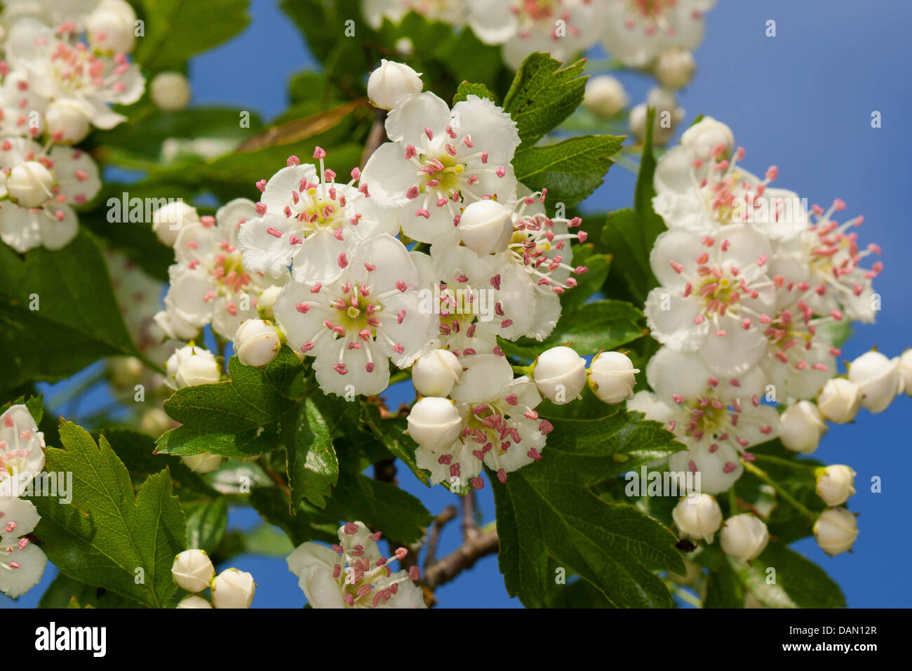 common hawthorn, singleseed hawthorn, English hawthorn (Crataegus ...
