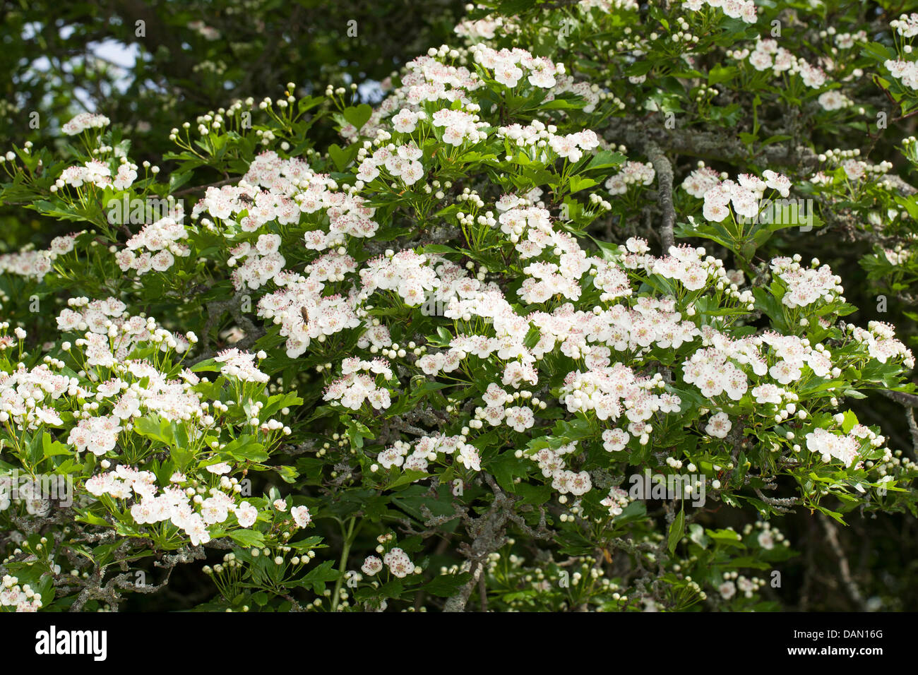 common hawthorn, singleseed hawthorn, English hawthorn (Crataegus ...