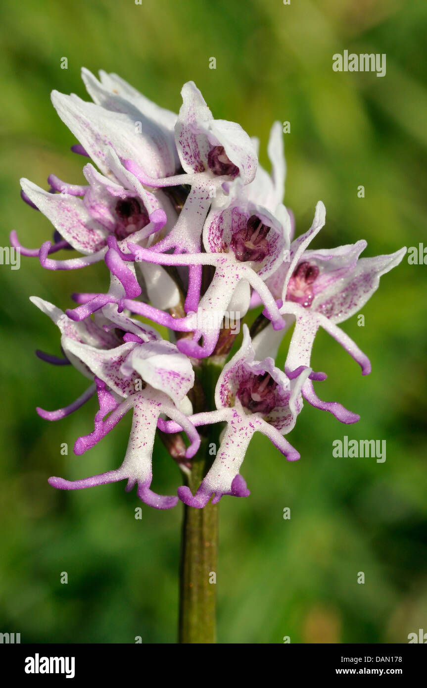 Monkey Orchid - Orchis simia Rare British Orchid Stock Photo - Alamy