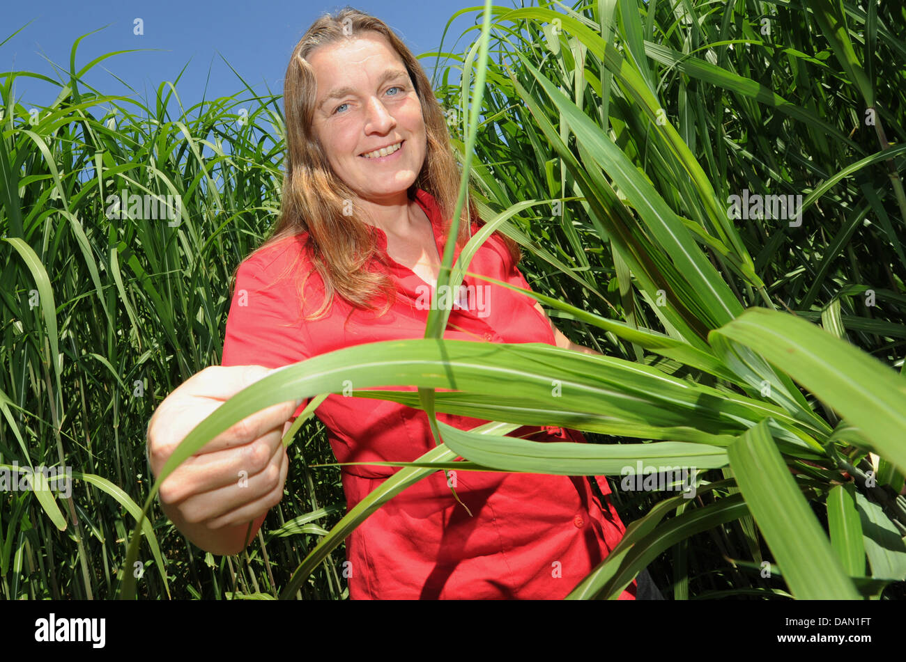Iris Lewandowski, head of the department for bioenergy plants, presents ...