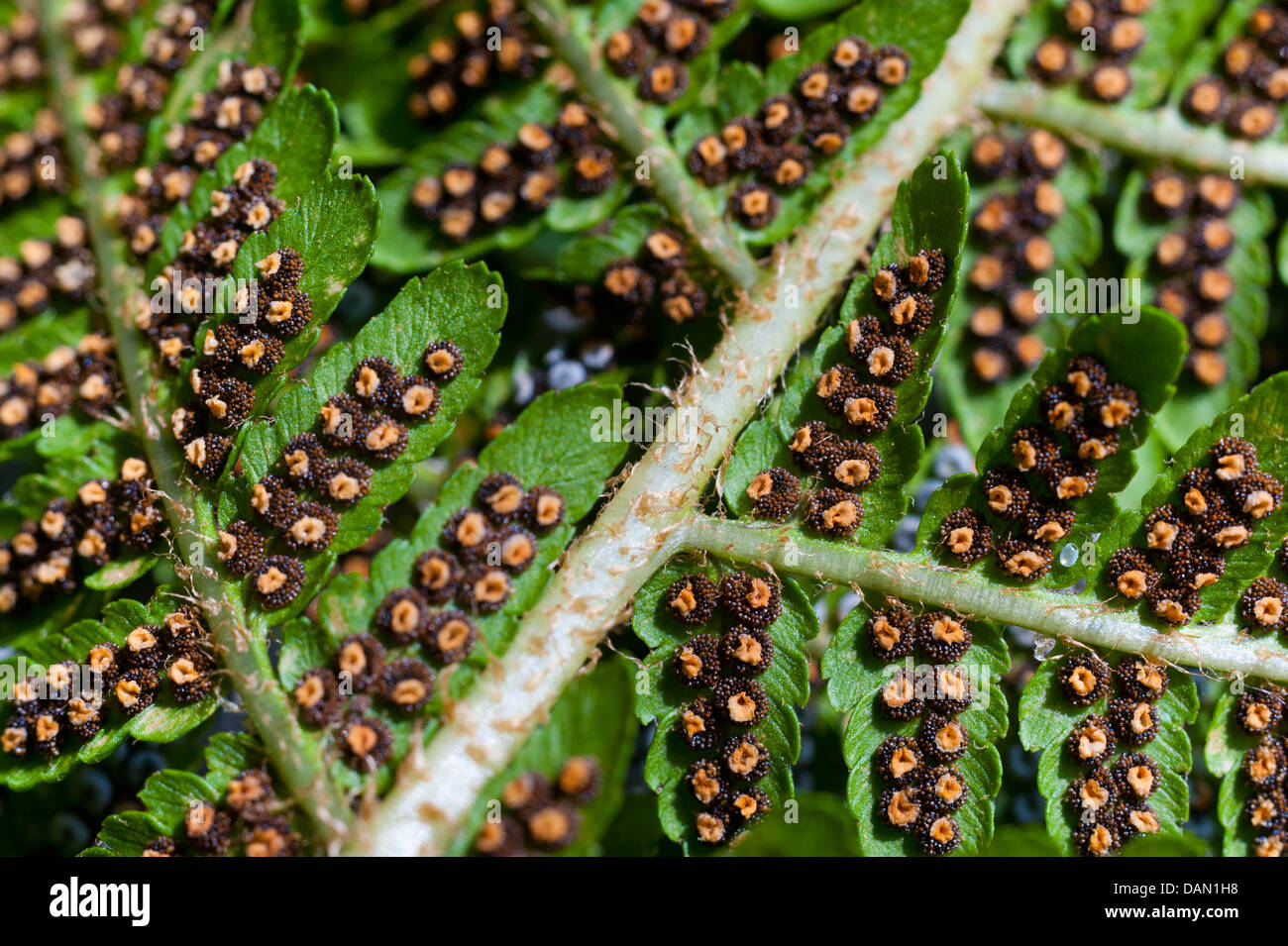 Leaf Spores High Resolution Stock Photography and Images - Alamy
