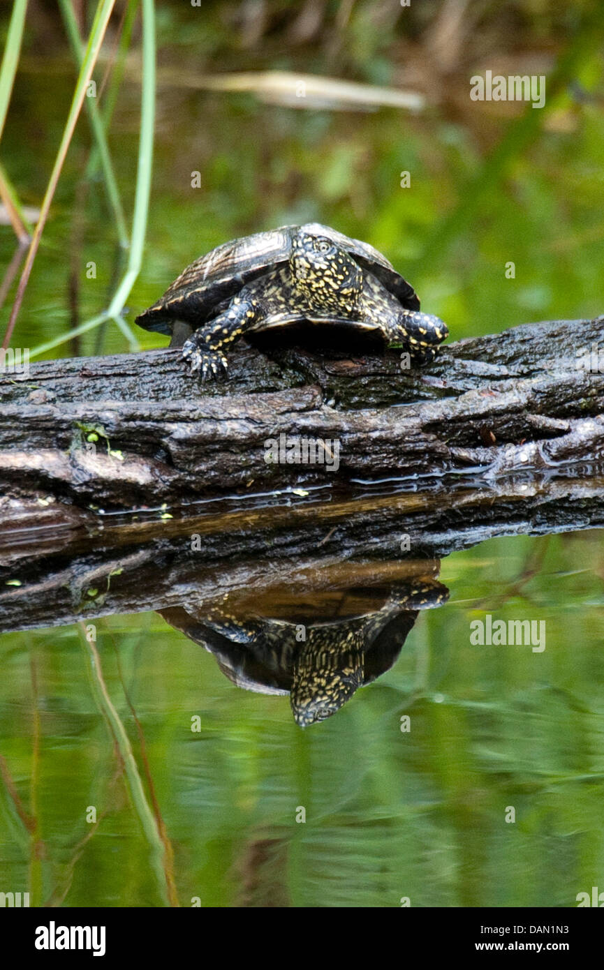 A young European pond turtle sits on a tree stump at the nature ...