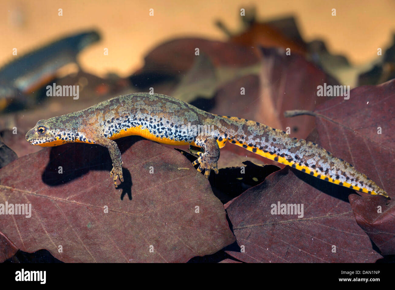 alpine newt (Triturus alpestris, Ichthyosaura alpestris, Mesotriton ...