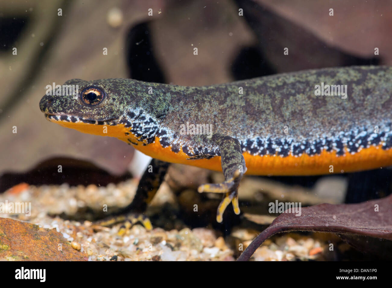 Alpine newt mesotriton alpestris hi-res stock photography and images ...