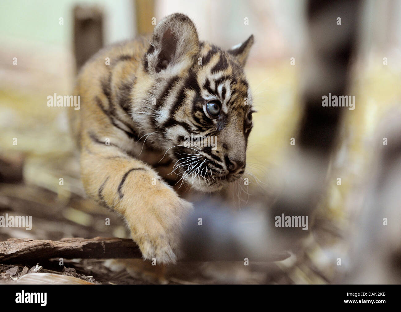A still nameless tiger baby plays in its compound at the zoo in ...