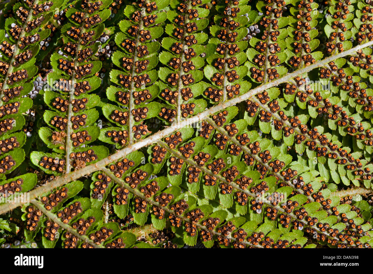 Fern Leaf Spore High Resolution Stock Photography and Images - Alamy