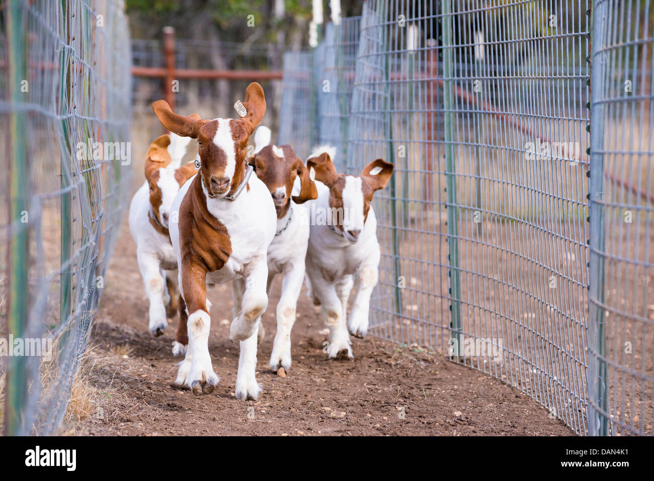 USA, Texas, Young Boer Goats Stock Photo - Alamy