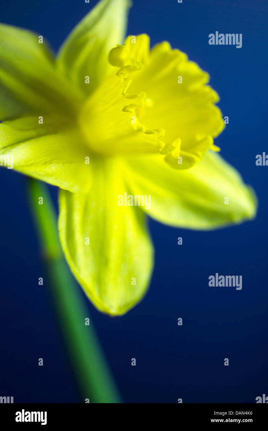 Yellow spring flower - Daffodil Stock Photo - Alamy