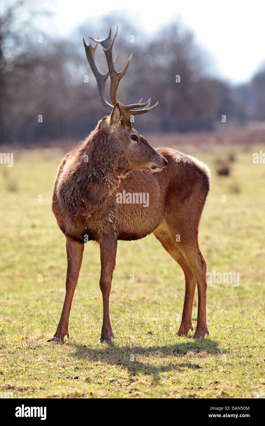 Beautiful image of magestic deer stag in forest landscape of foggy ...