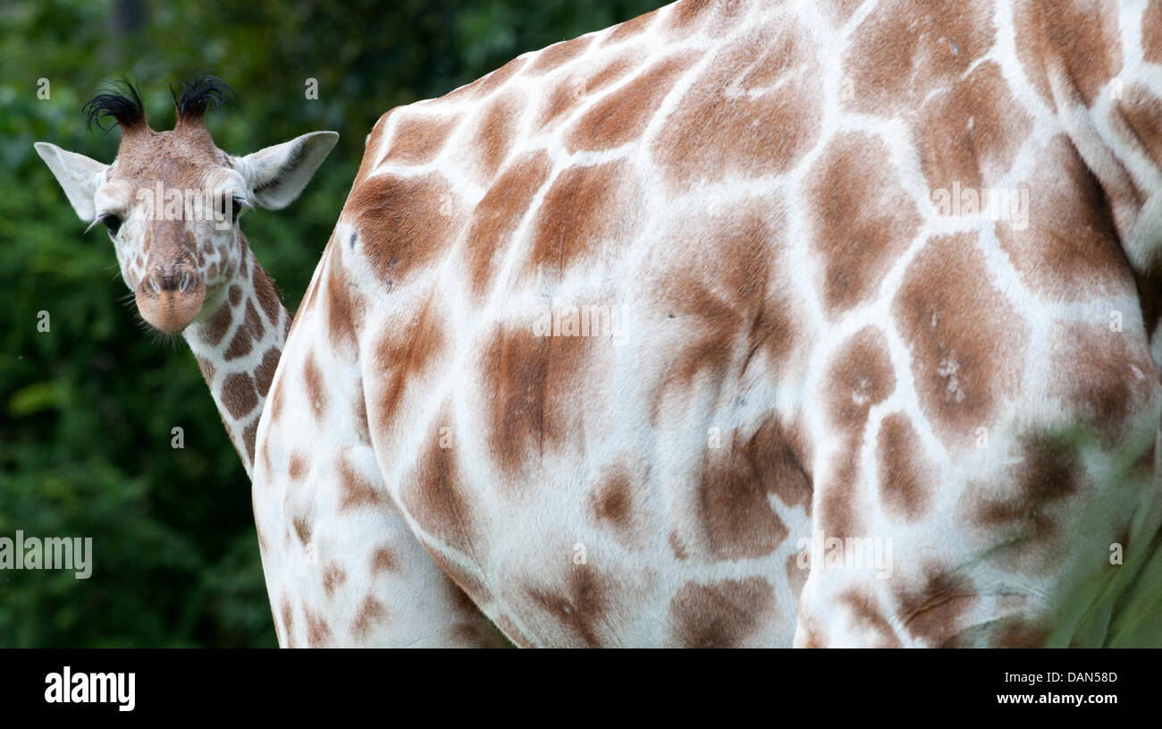 Twelve-week old female giraffe Limber hides behind her mother mother ...