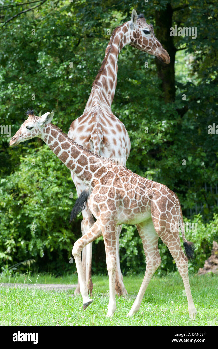 Giraffe Kabonga and her 12-week old female giraffe Limber stand next to ...